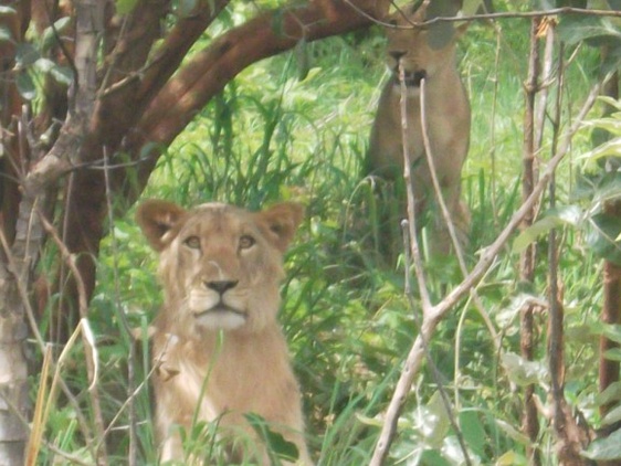 Yankari Game Reserve And Resort | Hotel in Bauchi | Hotels.ng