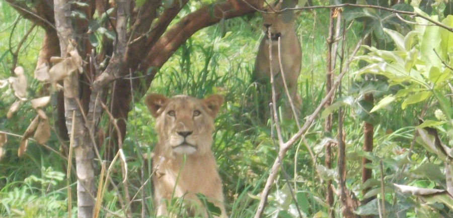 Yankari Game Reserve And Resort | Hotel in Bauchi | Hotels.ng