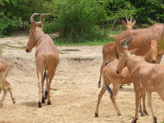 Yankari Game Reserve And Resort | Hotel in Bauchi | Hotels.ng