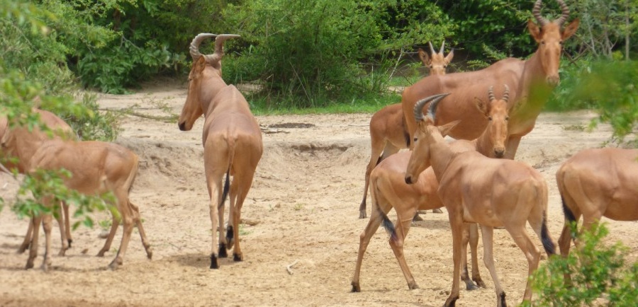 Yankari Game Reserve And Resort | Hotel in Bauchi | Hotels.ng