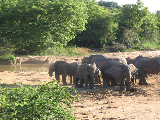 Yankari Game Reserve And Resort | Hotel in Bauchi | Hotels.ng