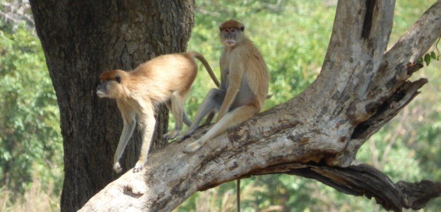 Yankari Game Reserve And Resort | Hotel in Bauchi | Hotels.ng