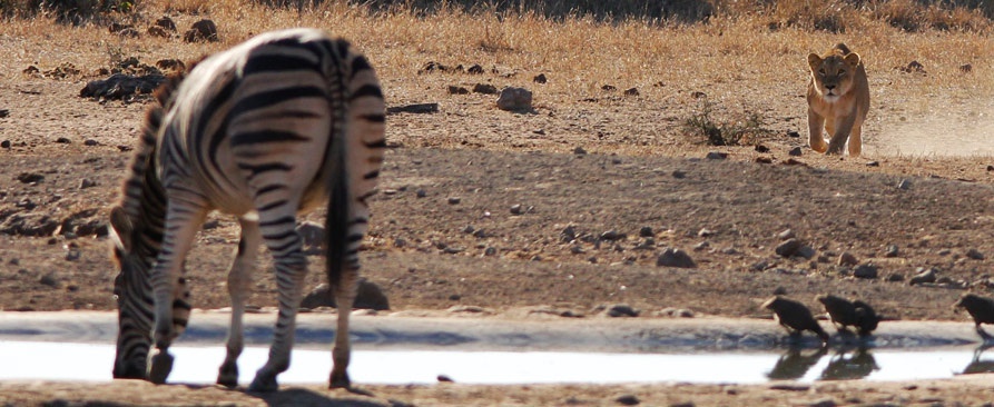 Bubezi Guests House | Hotel in Marite | Timbu.co.za