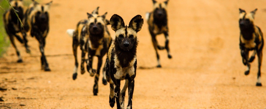 Bubezi Guests House | Hotel in Marite | Timbu.co.za