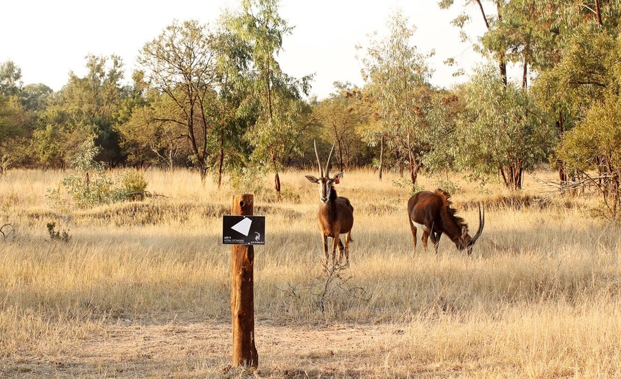 Shikwaru Lodge | Hotel in Mokopane | Timbu.co.za