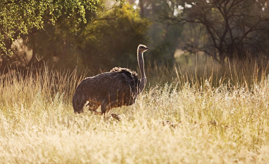 Shikwaru Lodge | Hotel in Mokopane | Timbu.co.za