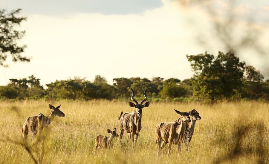 Shikwaru Lodge | Hotel in Mokopane | Timbu.co.za
